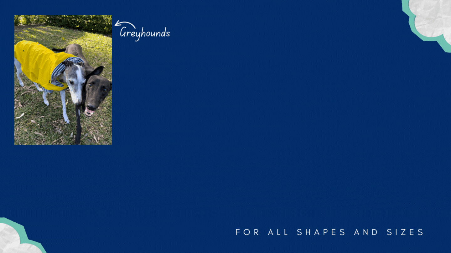 Shop page – Funk Dog